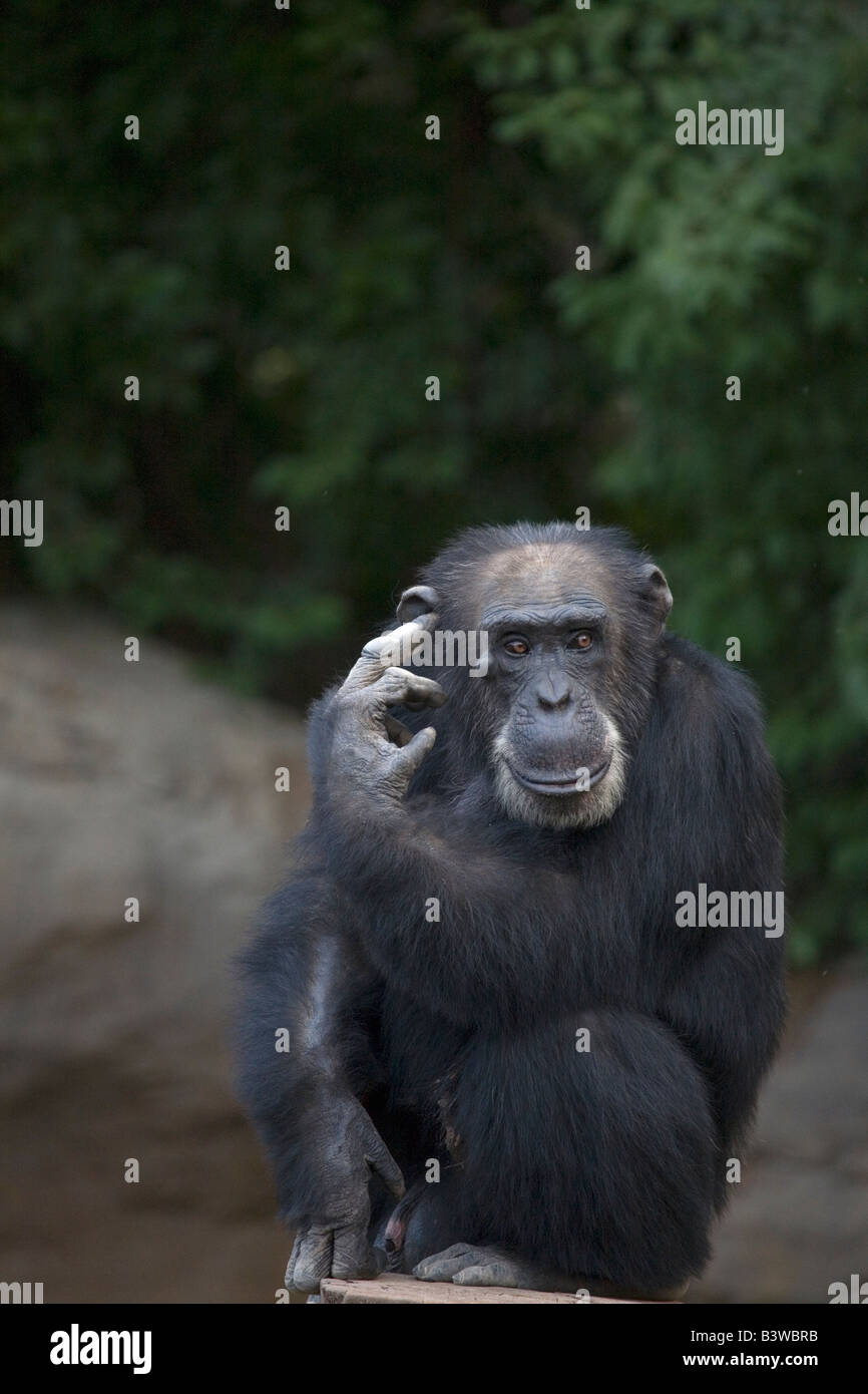 Chimp scratching ear Stock Photo - Alamy