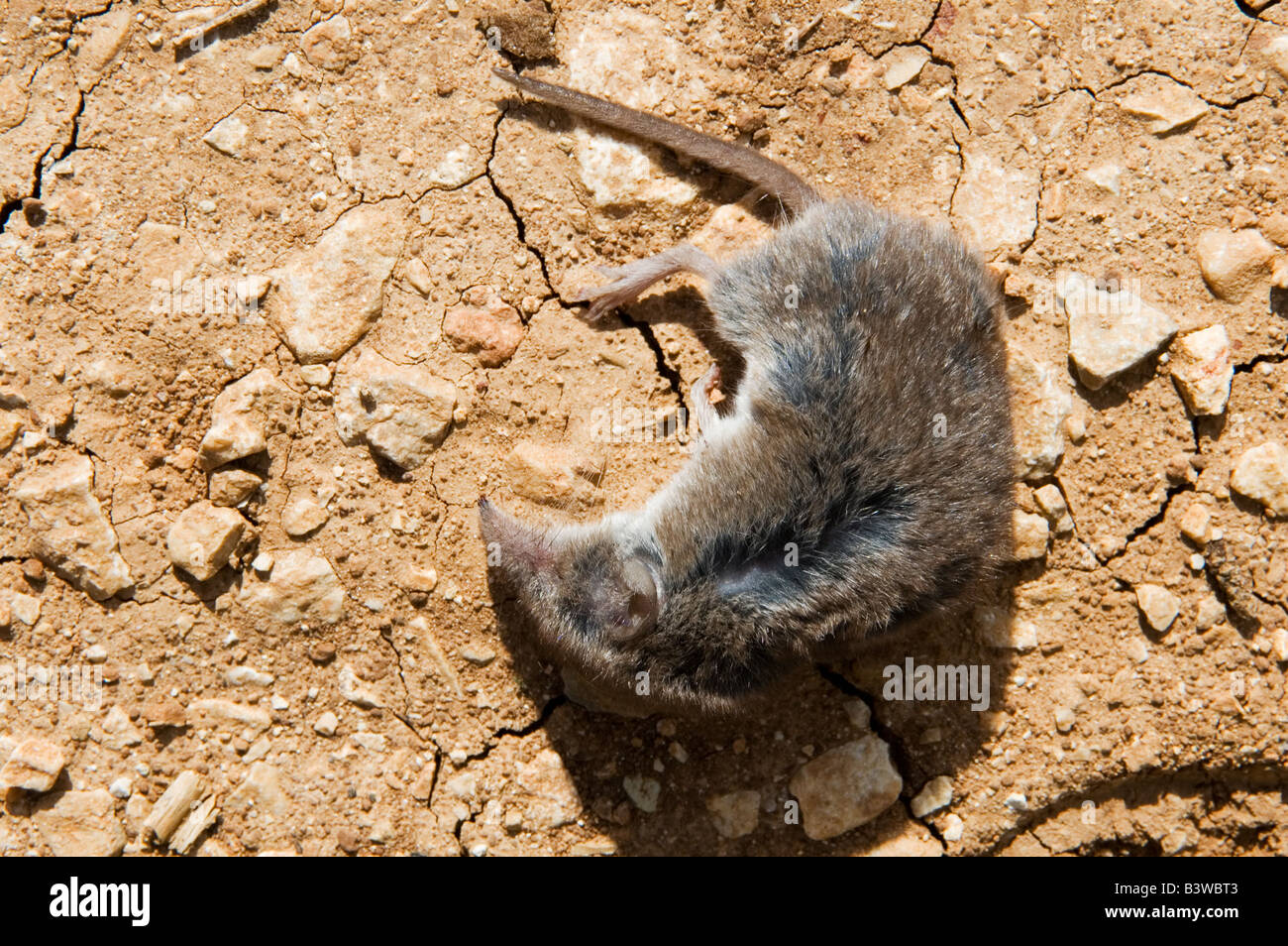 dead field mouse or common vole Microtus arvalis Stock Photo - Alamy