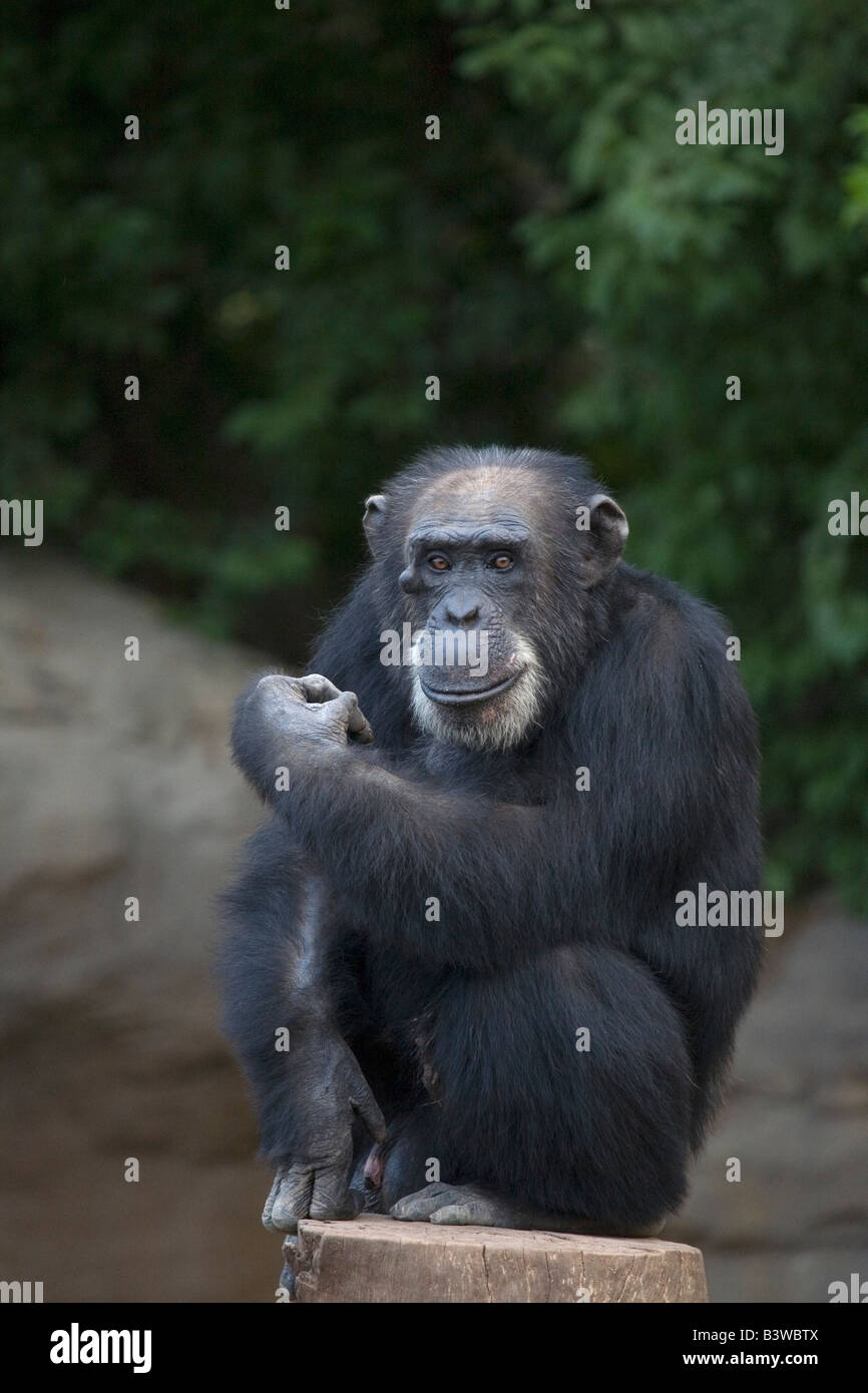Chimp portrait hi-res stock photography and images - Alamy