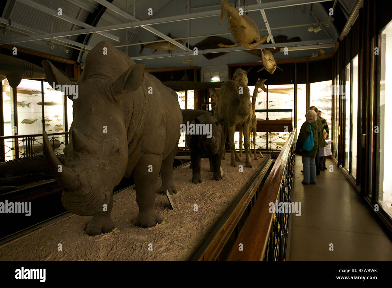 Displays at a museum Stock Photo - Alamy