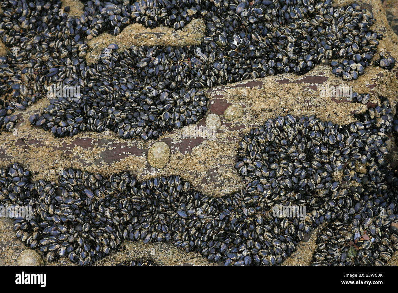 Cockle shell patterns on a rock Stock Photo - Alamy