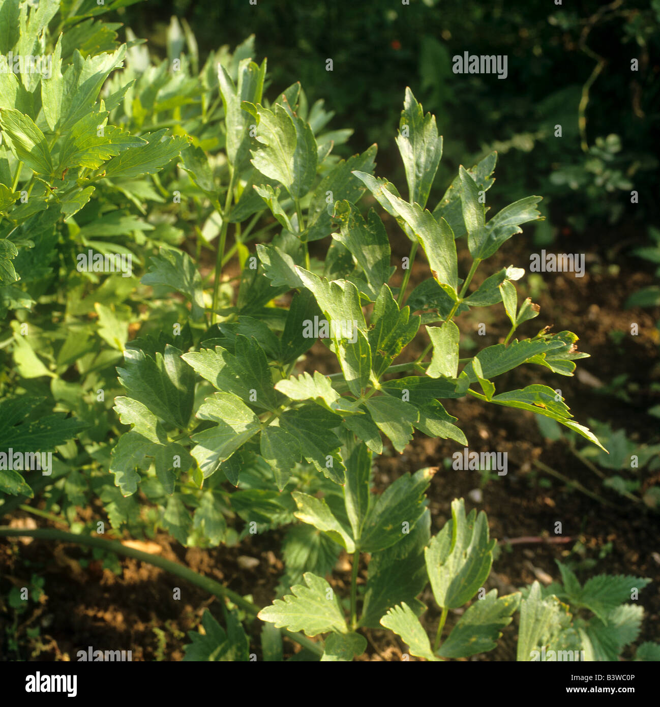 Lovage / Levisticum officinale Stock Photo - Alamy