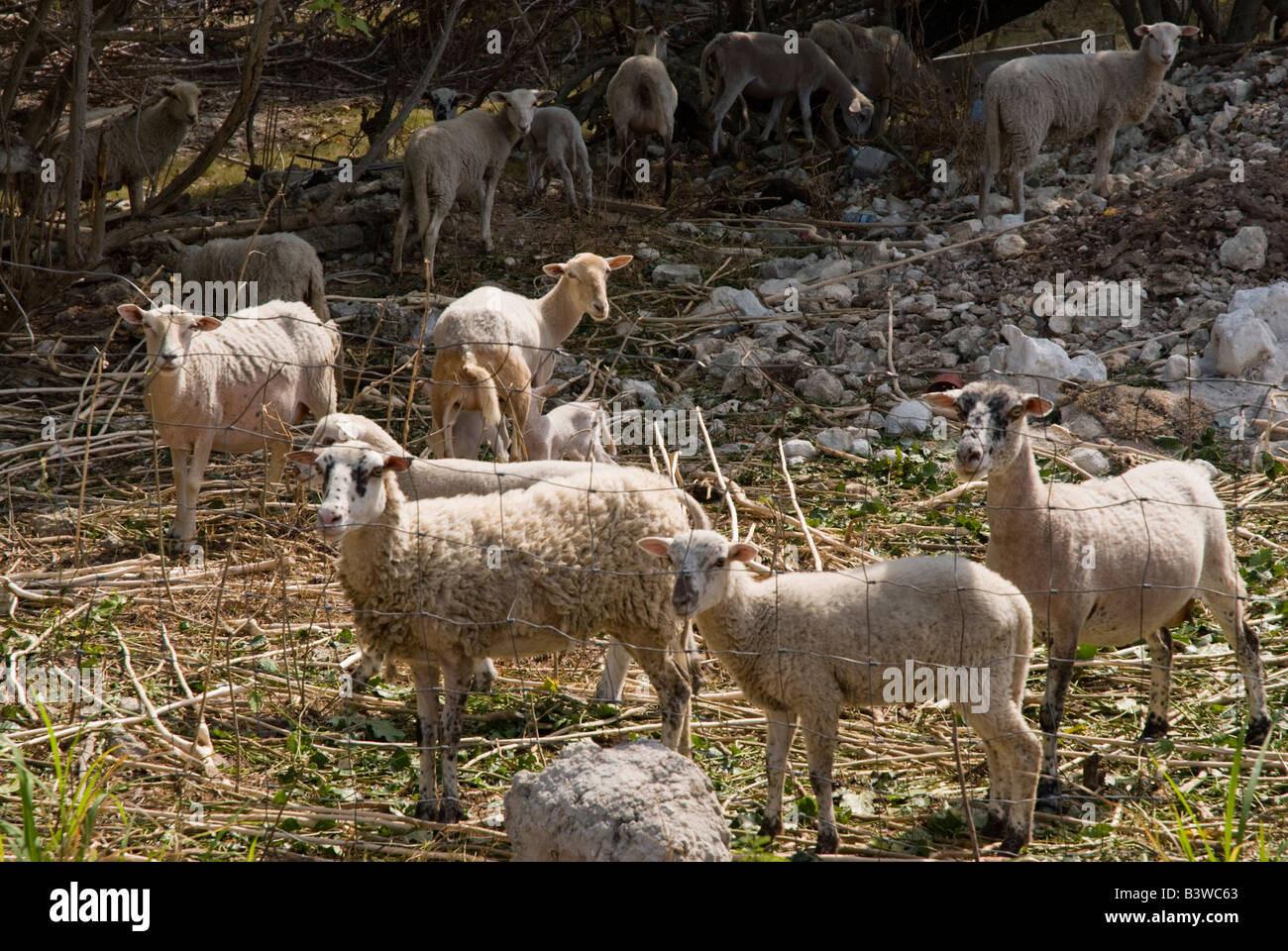 Sheep Caribbean High Resolution Stock Photography and Images - Alamy