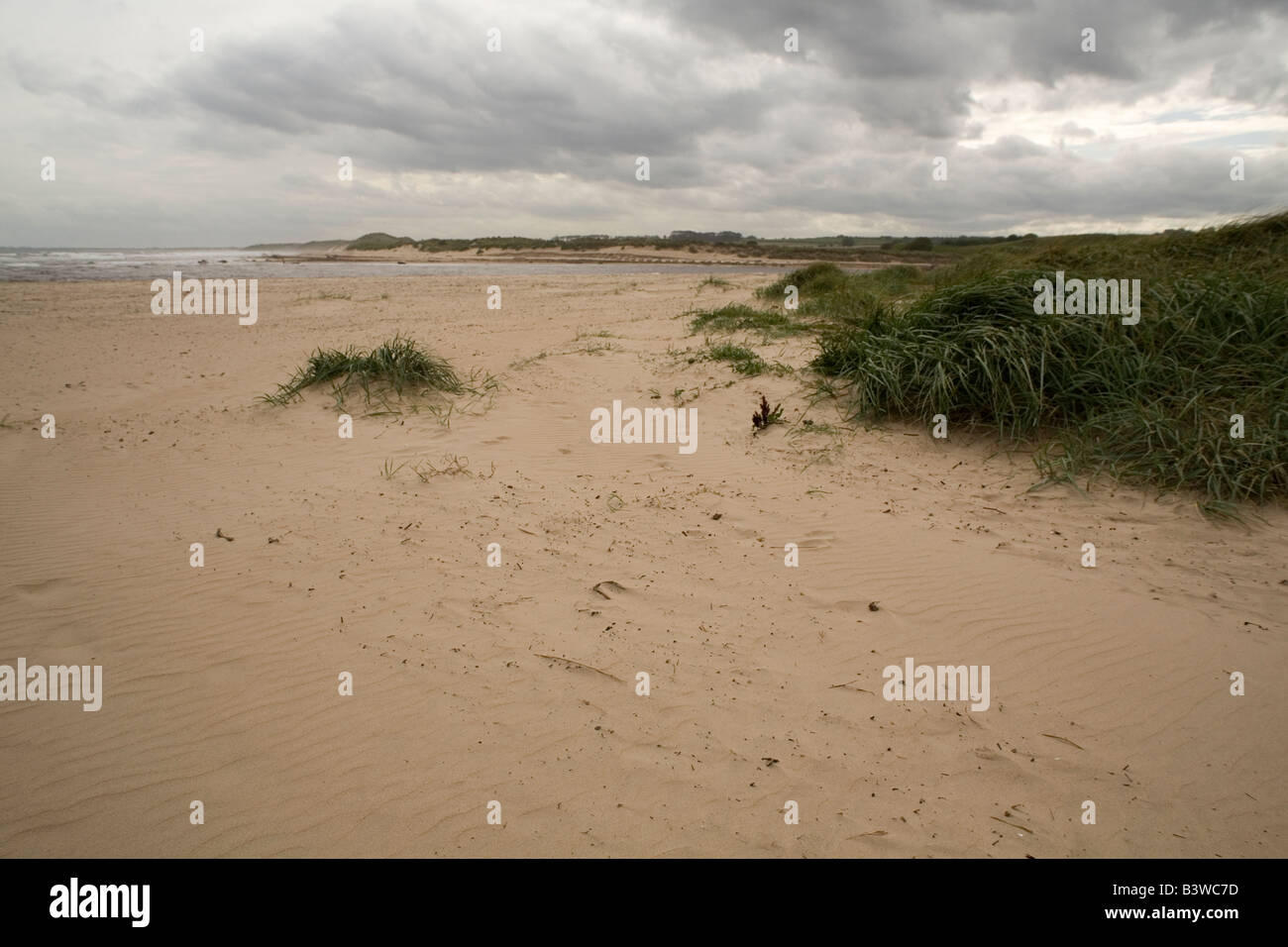 Windswept beach hi-res stock photography and images - Alamy