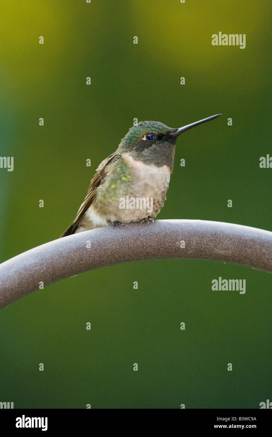 Ruby-throated hummingbird Archilochus colubris Stock Photo - Alamy