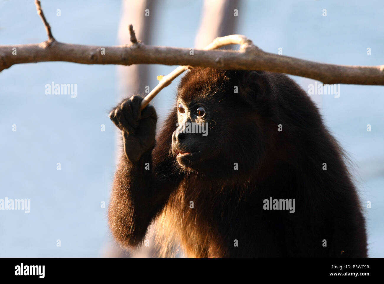 Theriomorph hi-res stock photography and images - Alamy