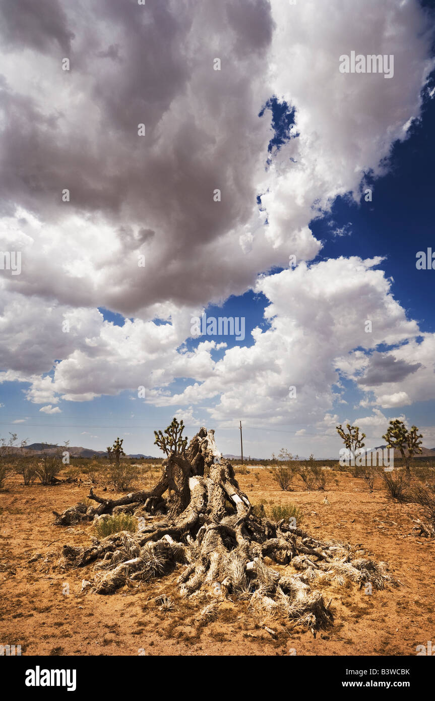 Dead root of a Joshua Tree (Yucca Brevifolia) in Mohave County, Arizona ...