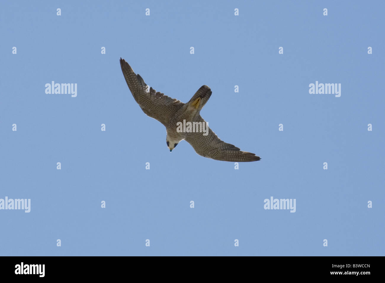 Peregrine falcon as prey Cut Out Stock Images & Pictures - Alamy