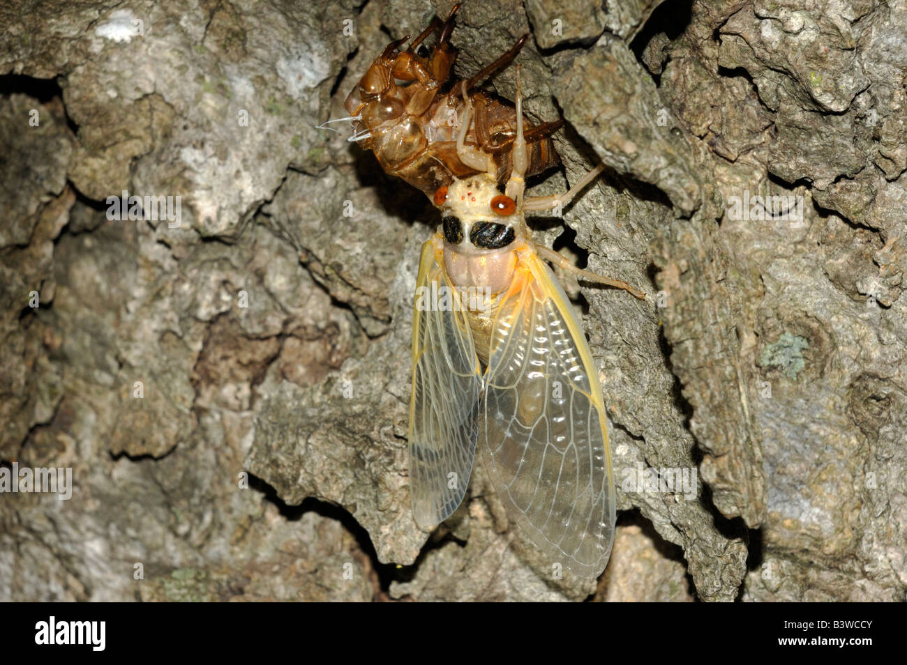 Changing insect hi-res stock photography and images - Alamy