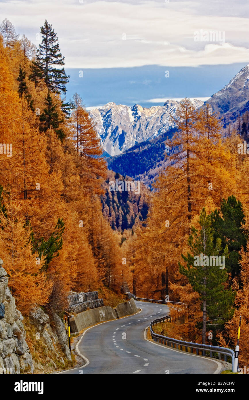 Winding road and Larch (Larix europaea) trees in autum, Swiss Alps ...