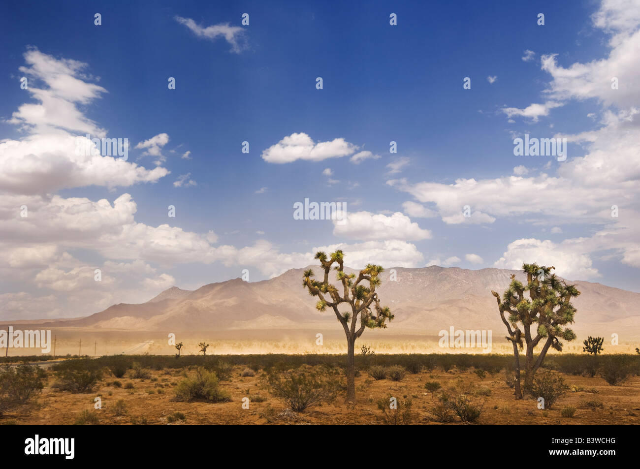 Joshua Trees (Yucca Brevifolia) in Mohave County, Arizona, USA Stock ...