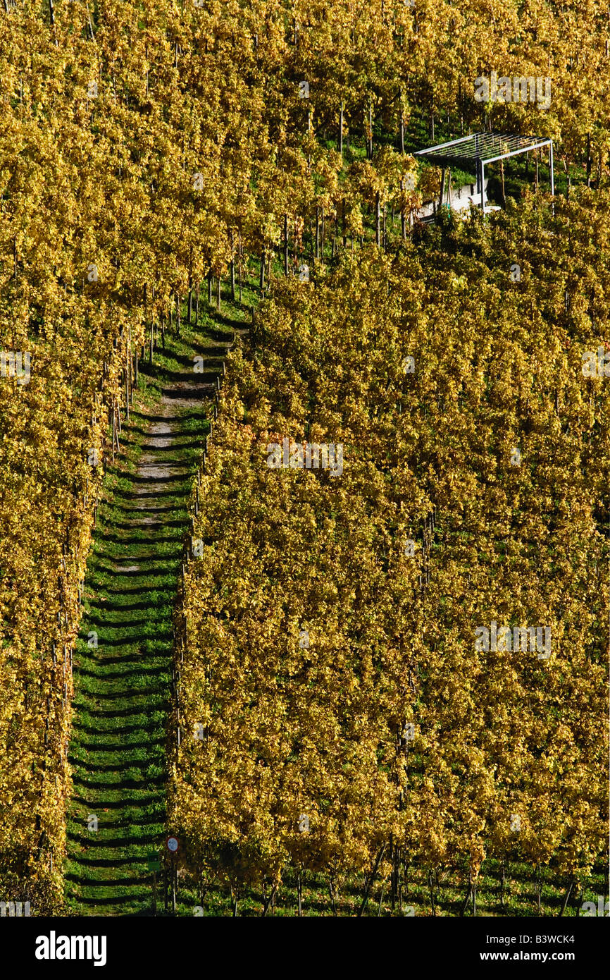 Pathway through vineyard, Interlaken, Switzerland Stock Photo - Alamy