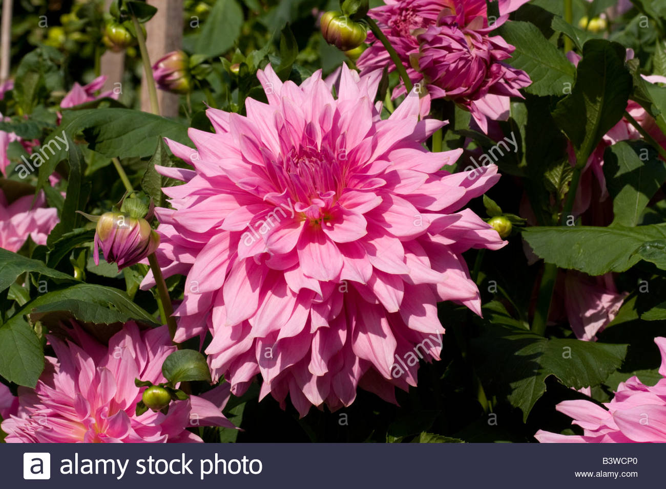 Dahlia Hamari Dahlia Stock Photos & Dahlia Hamari Dahlia Stock Images ...