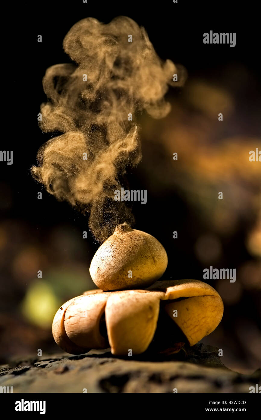 UK, England. Common Earthstar Fungi (Geastrum triplex) releasing spores ...
