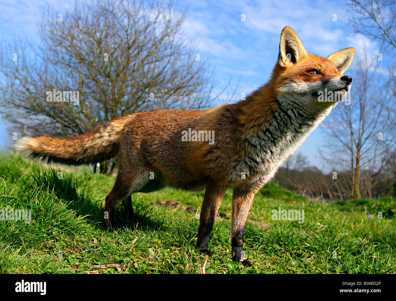 UK, England. Red Fox (Vulpes vulpes) in British countryside Stock Photo ...