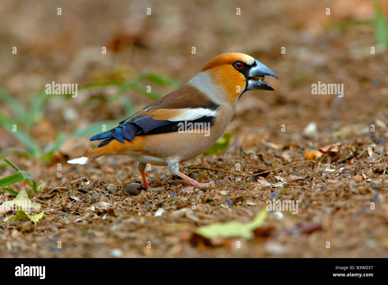 UK, England, Gloucestershire. Hawfinch (Coccothraustes coccothraustes ...