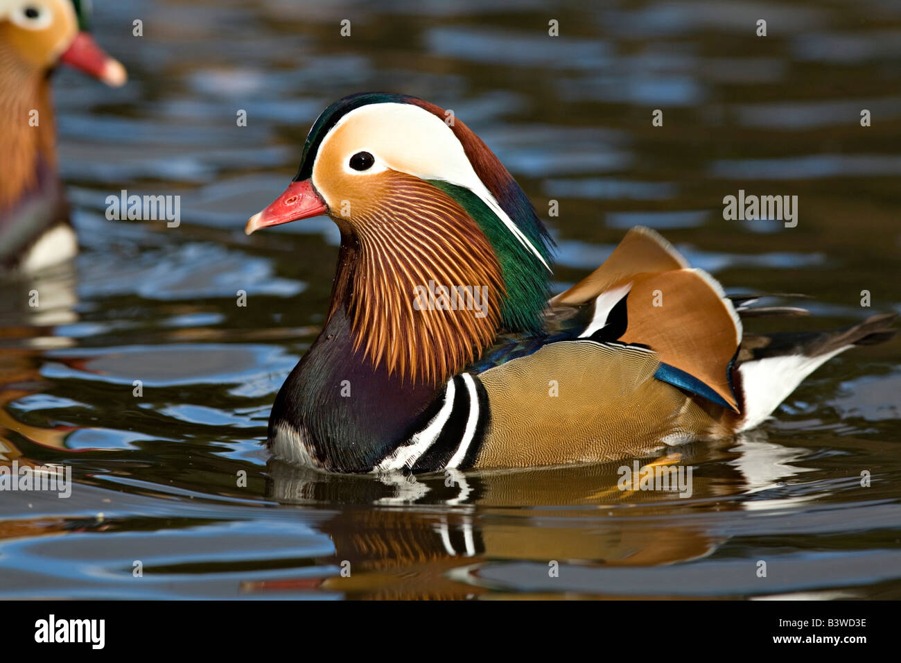 UK. Wild Mandarin Duck (Aix galericulata Stock Photo - Alamy