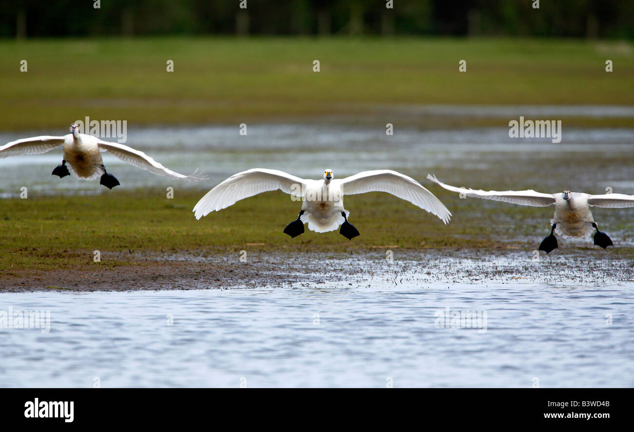 Bewick's Swans (Cygnus columbianus) landing after migrating from the ...