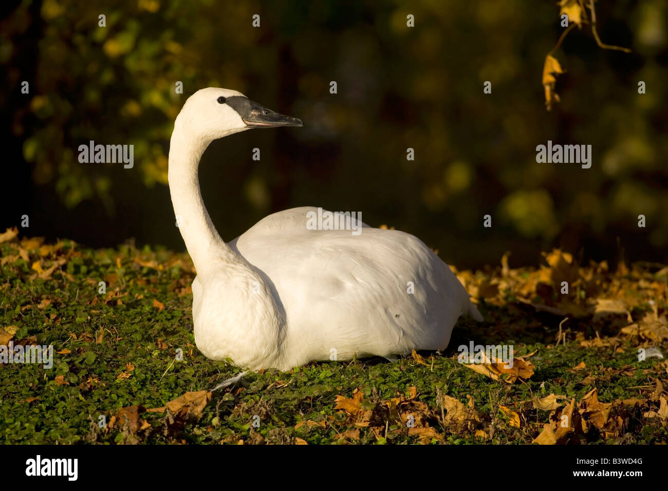 USA. Trumpeter Swan in the Fall Stock Photo - Alamy