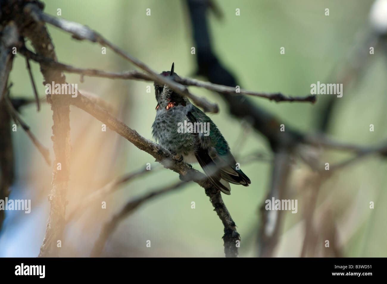 A male humming bird rests on a limb waiting for another male to leave ...