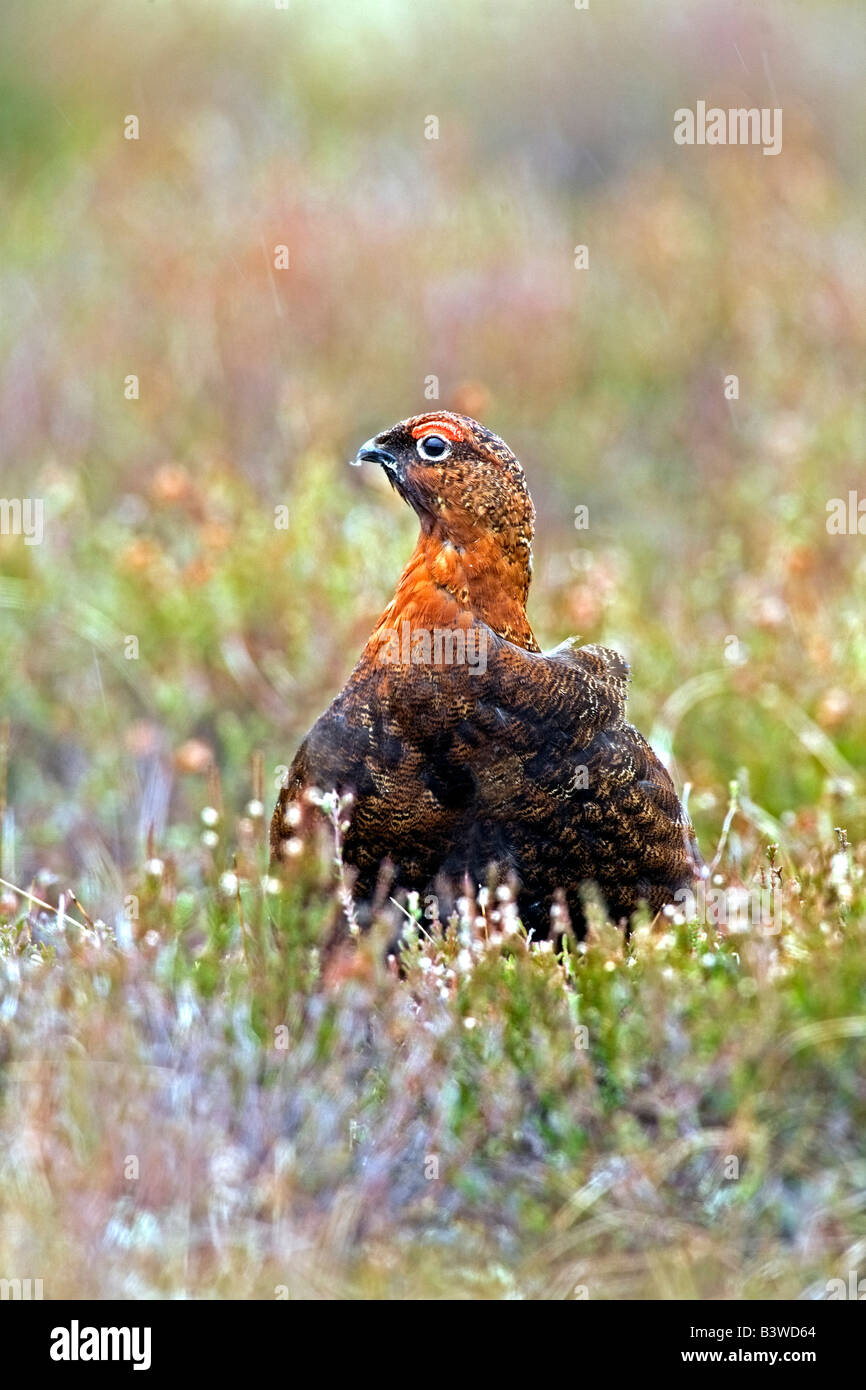 Red grouse whisky hi-res stock photography and images - Alamy