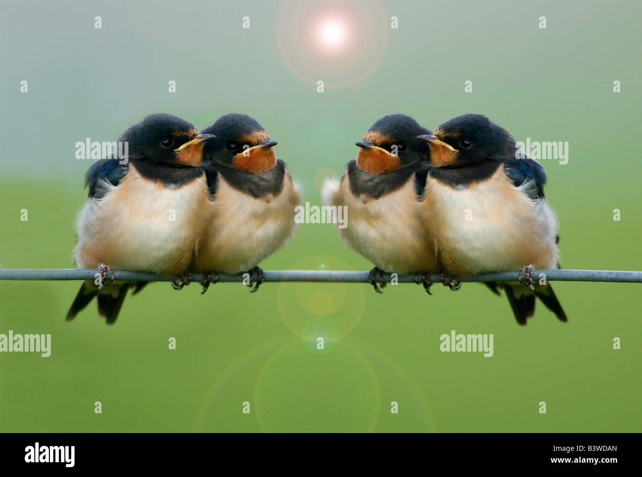 Barn Swallow Migration