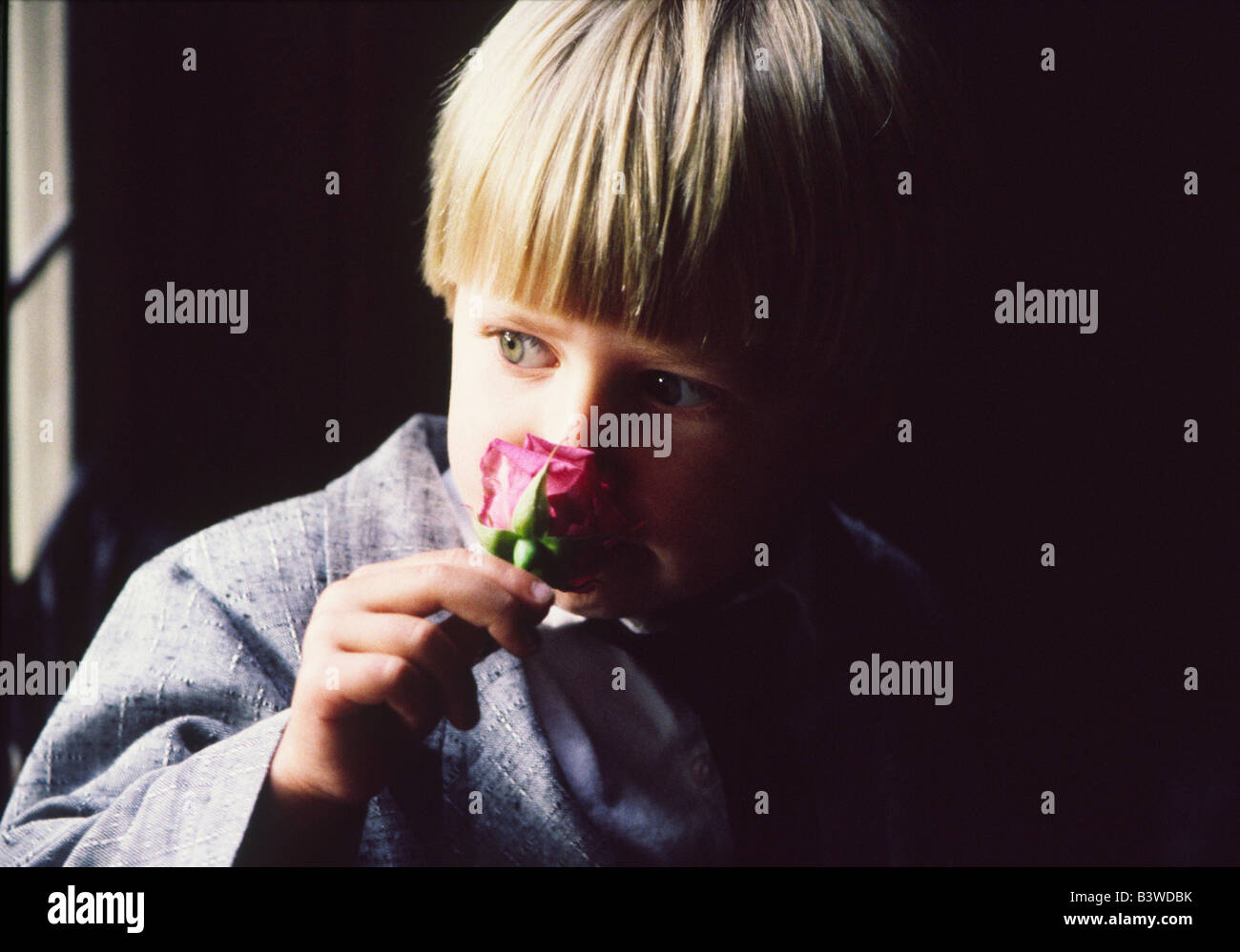 Young boy smelling rose by window in studio Stock Photo - Alamy