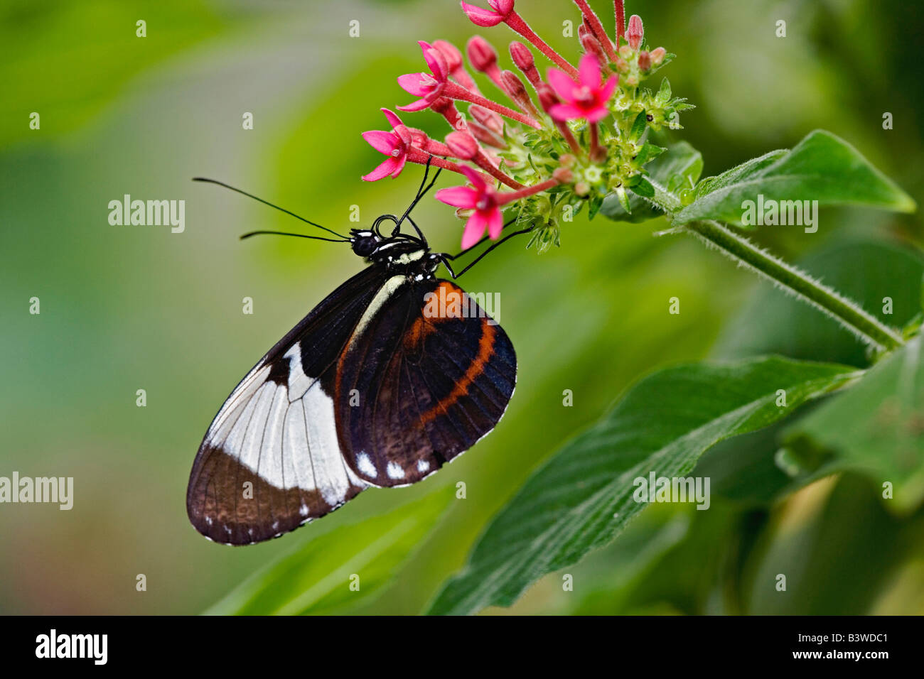 Cyndo Longwing, Heliconius cyndo, native to Central and South America ...