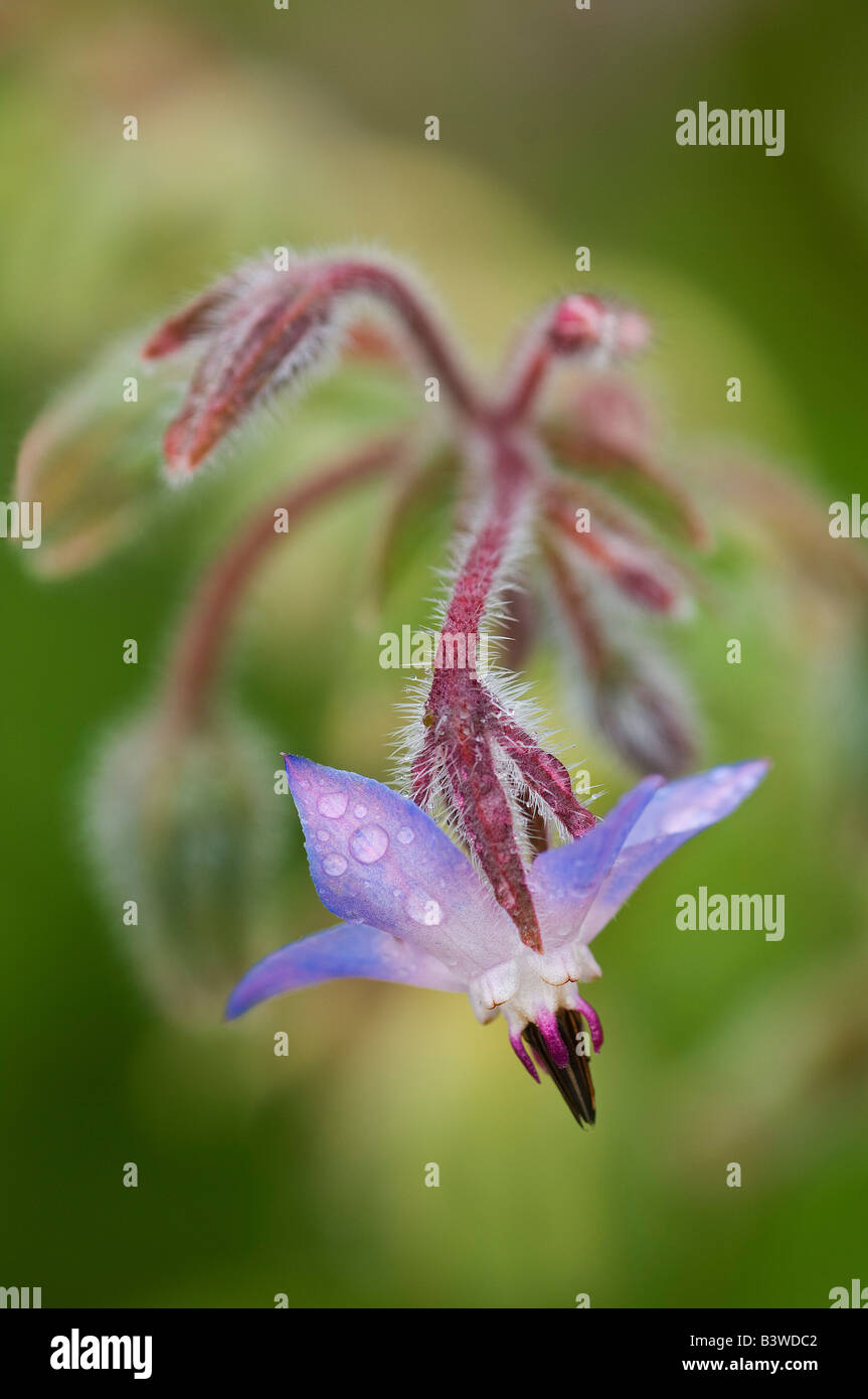 nature. Close-up of a shooting star flower, part of the primrose family ...