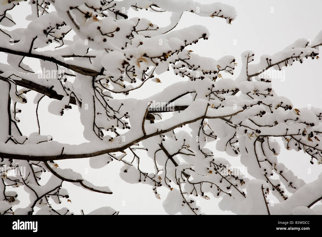 Snow on the branches of a tree Stock Photo - Alamy