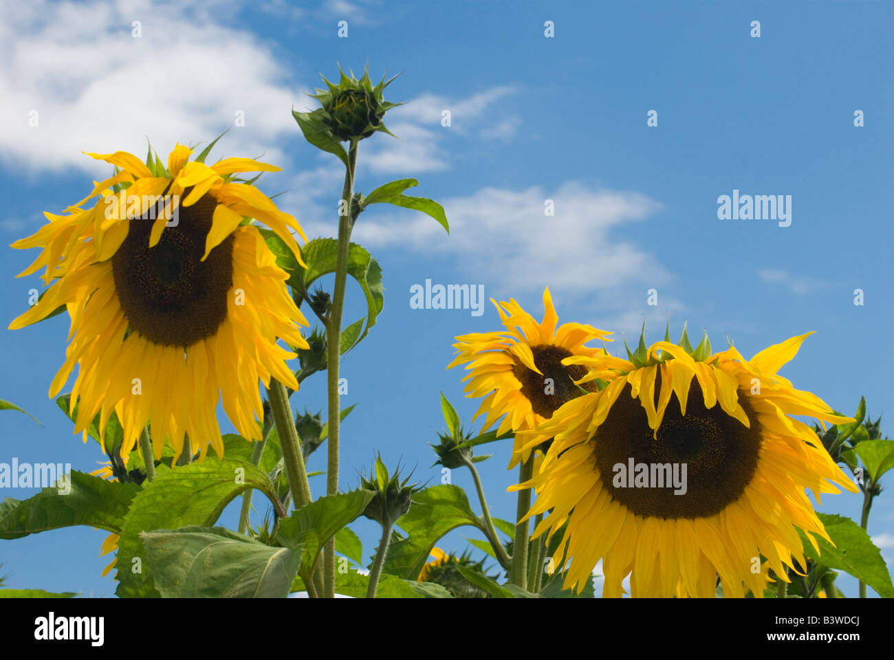 Cheerful yellow giant sunflowers against bright sky Stock Photo - Alamy