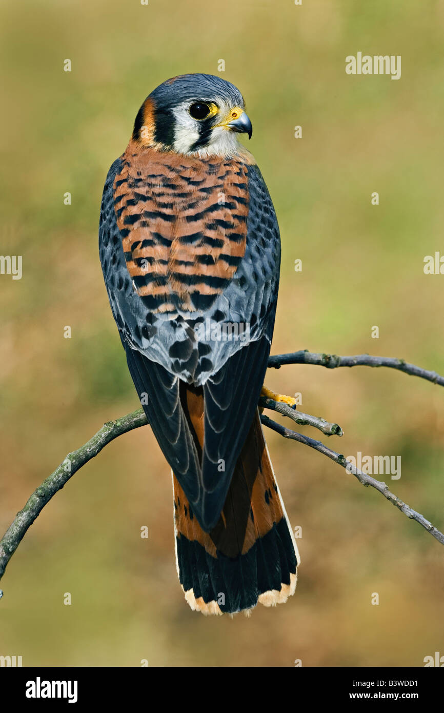 Male American Kestrel, Falco sparverius Stock Photo - Alamy
