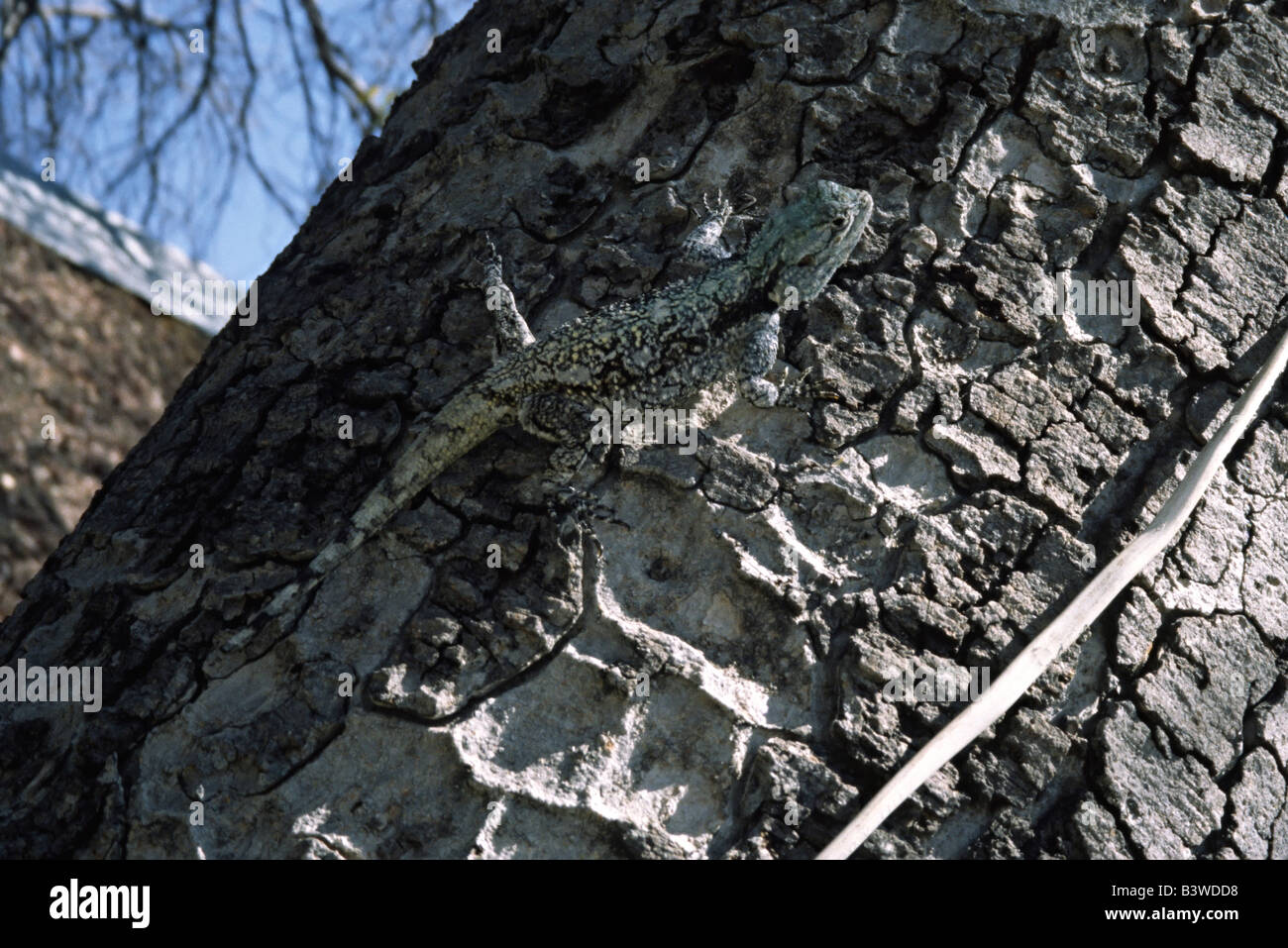 A lizard camouflaged against the bark of a tree Stock Photo - Alamy