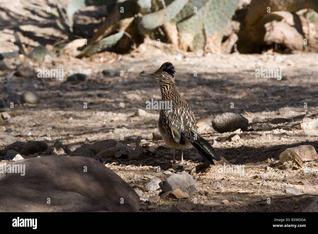 Greater Roadrunner posing in desert environment of southern California ...