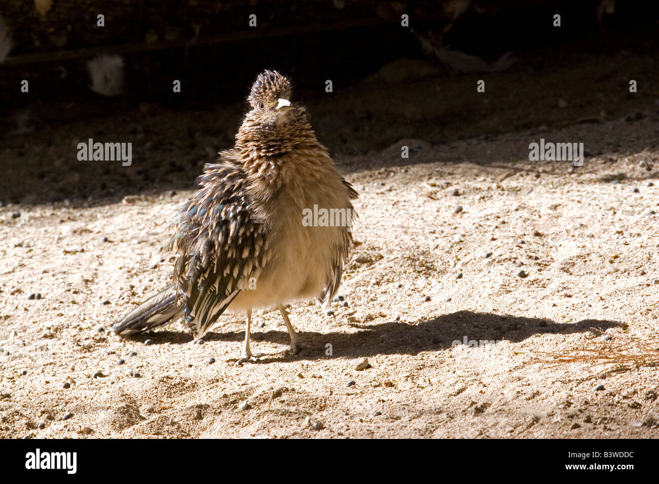 Greater Roadrunner posing with fluffed up feathers in desert ...