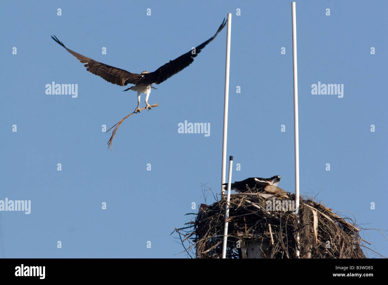 Brings nesting material hi-res stock photography and images - Alamy