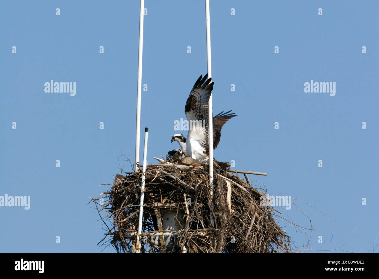Ships beak hi-res stock photography and images - Alamy