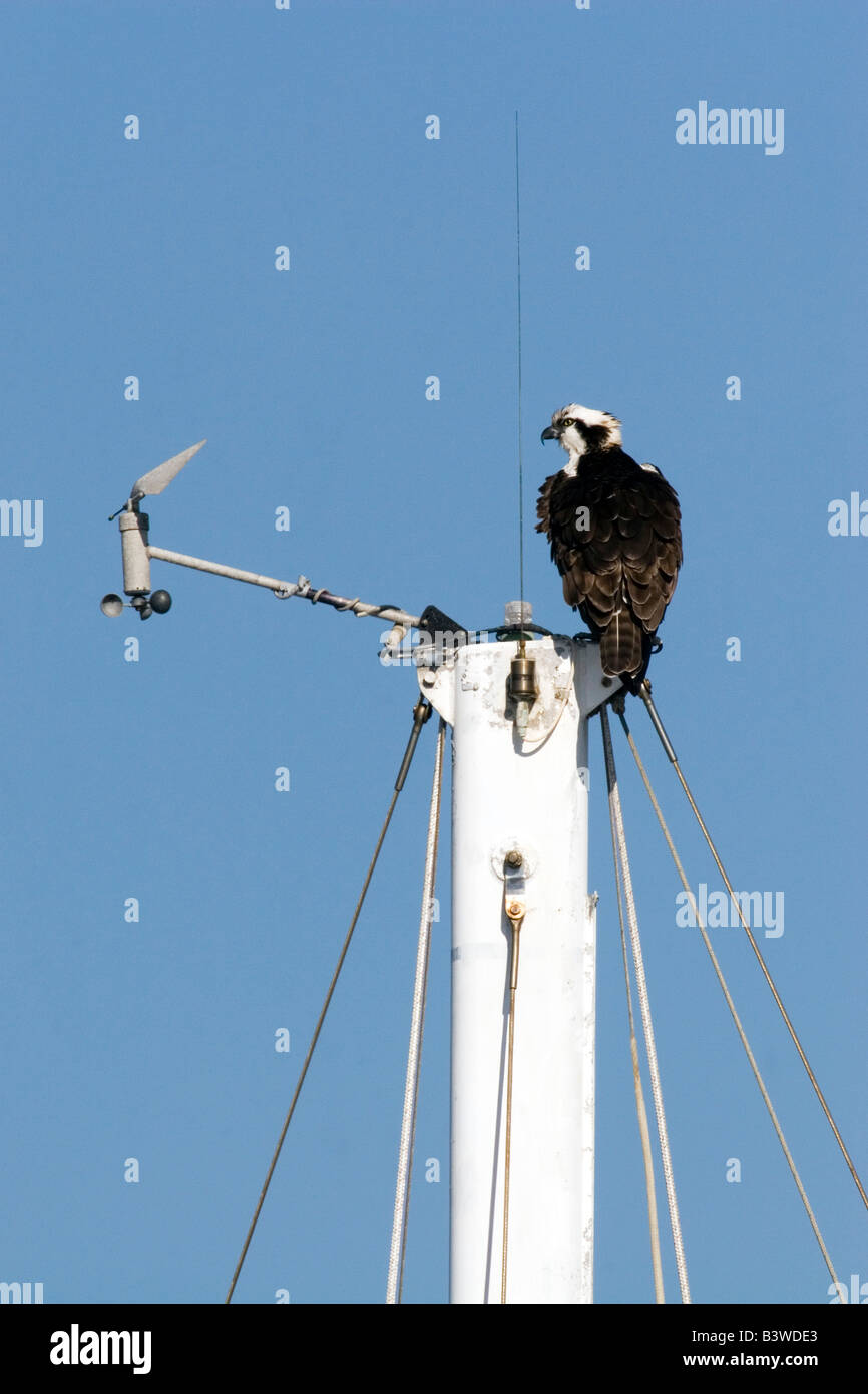 Ships beak hi-res stock photography and images - Alamy