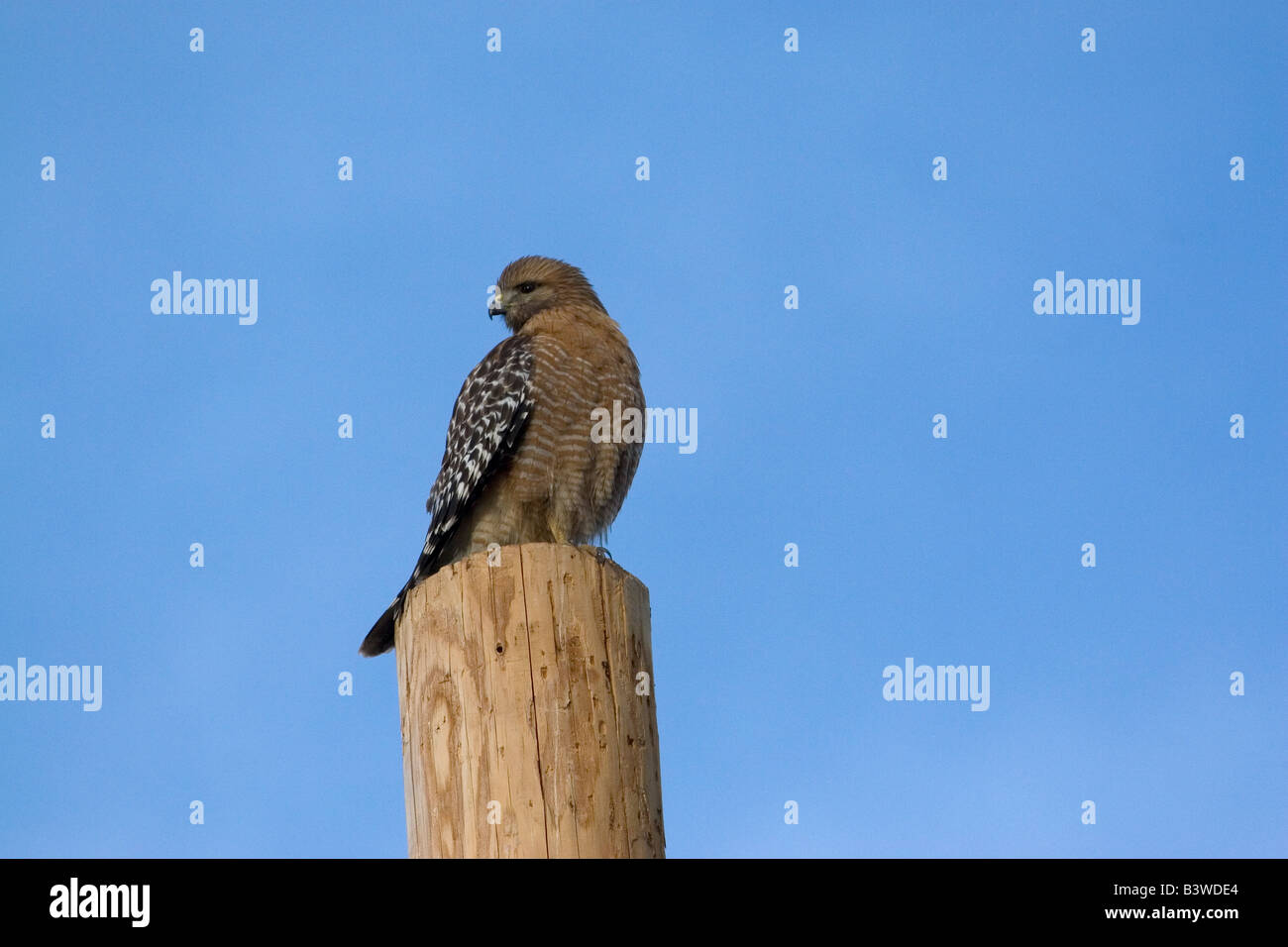 Red-shouldered Hawk sitting on post in San Diego backcountry Stock ...