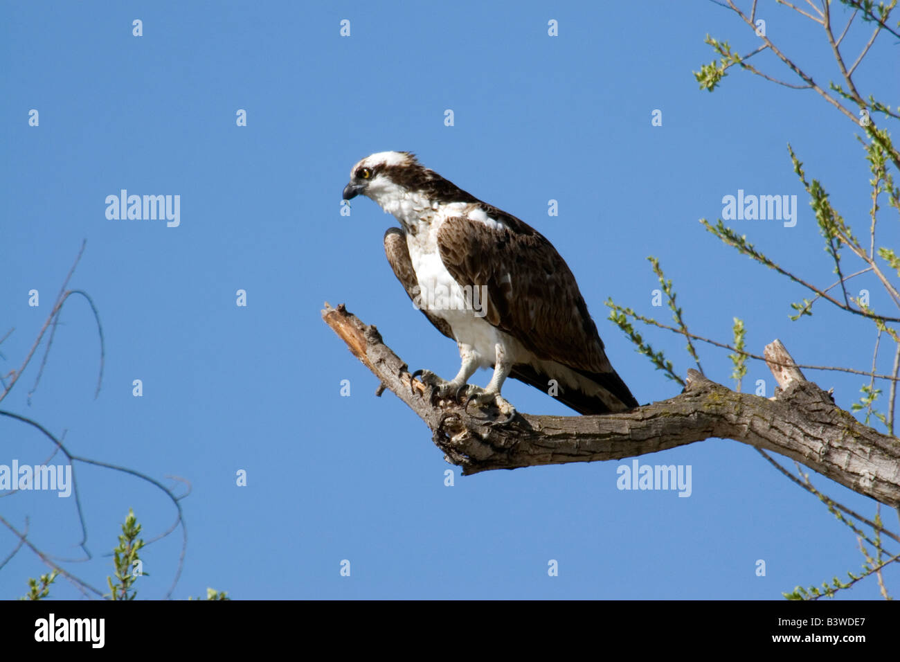 Osprey sits on perch at Santee Lakes in San Diego CA Stock Photo - Alamy