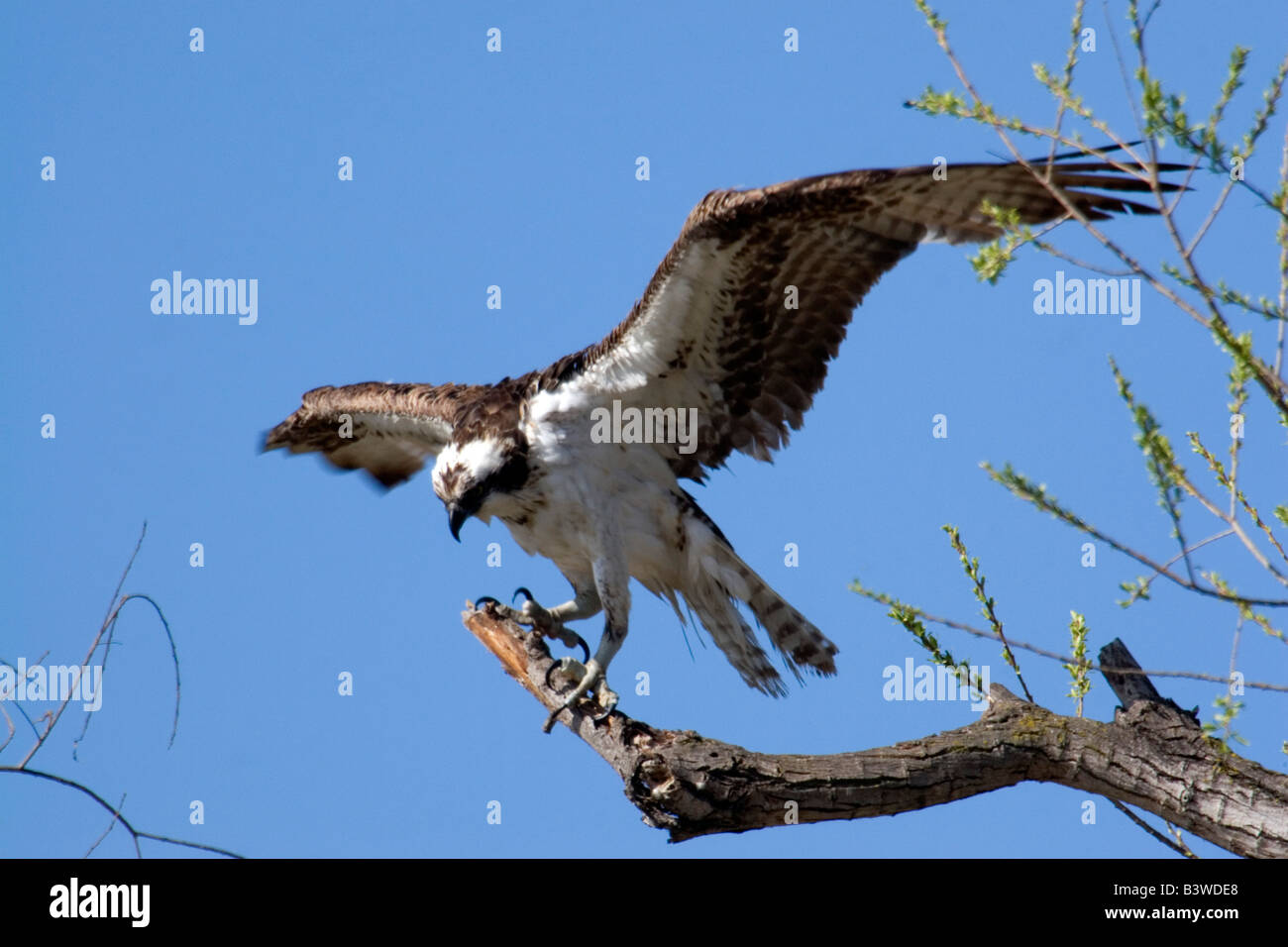 Osprey sits on perch at Santee Lakes in San Diego CA Stock Photo - Alamy