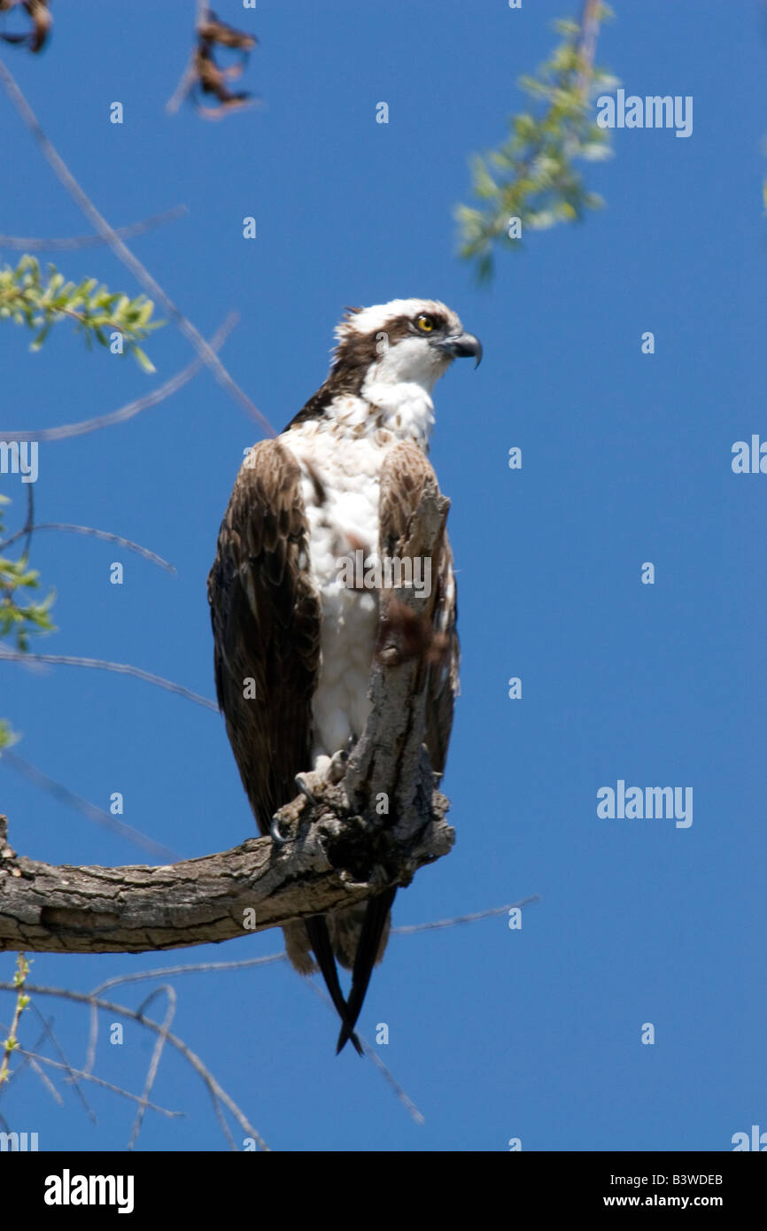 Osprey sits on perch at Santee Lakes in San Diego CA Stock Photo - Alamy