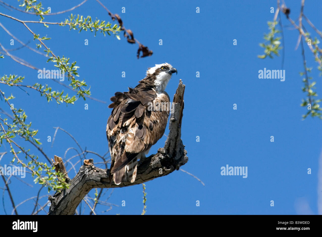Osprey sits on perch at Santee Lakes in San Diego CA Stock Photo - Alamy