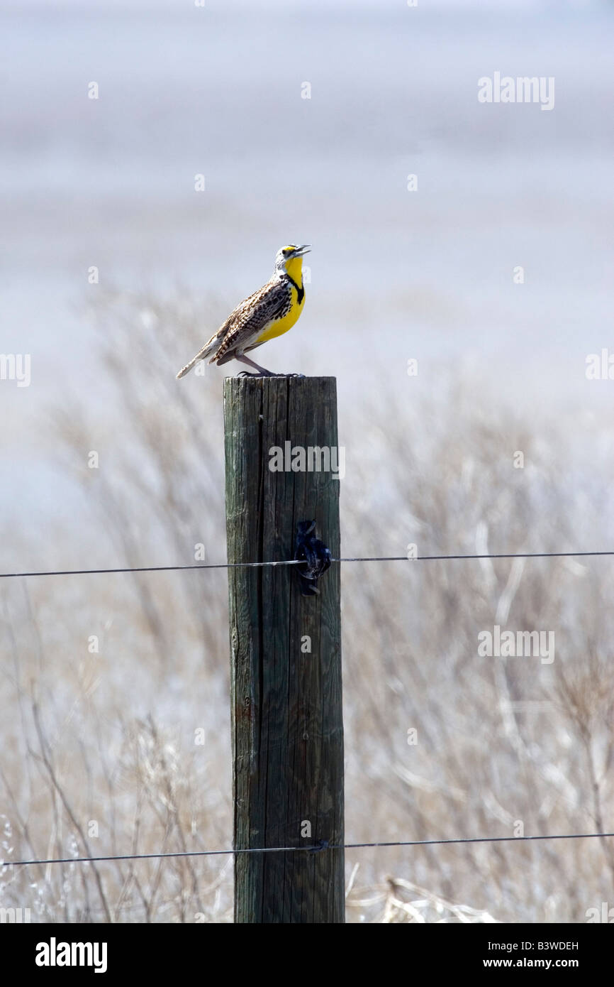 Western Meadowlark sits on post in central California Stock Photo - Alamy