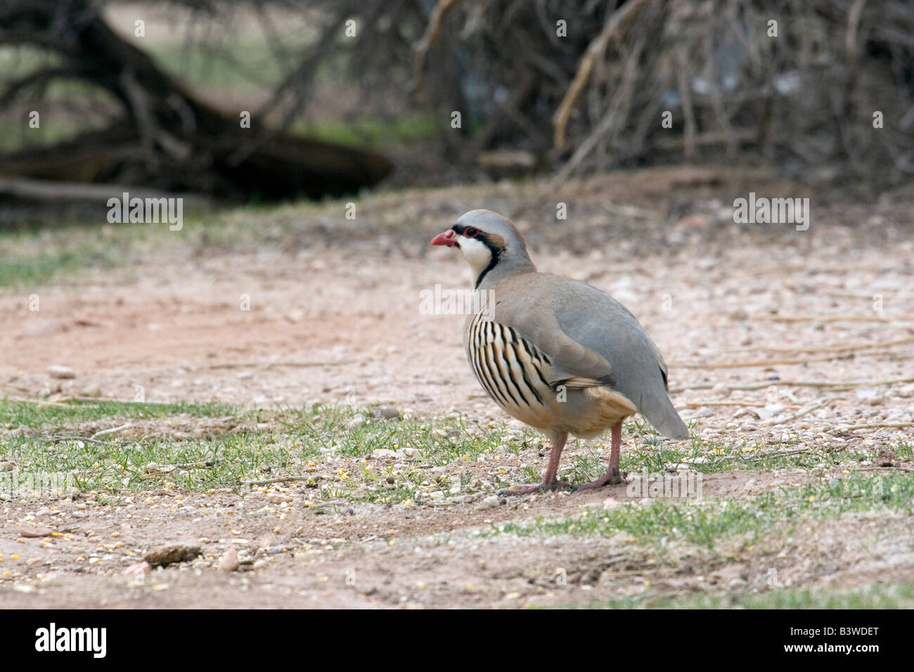 Chukar partridge habitat hi-res stock photography and images - Alamy