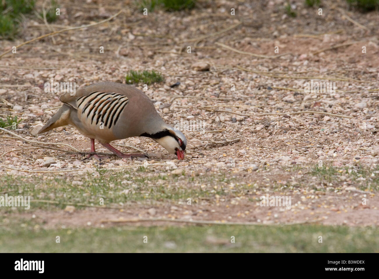 Chukar (partridge) at Kodachrome Basin State Park in Utah Stock Photo ...