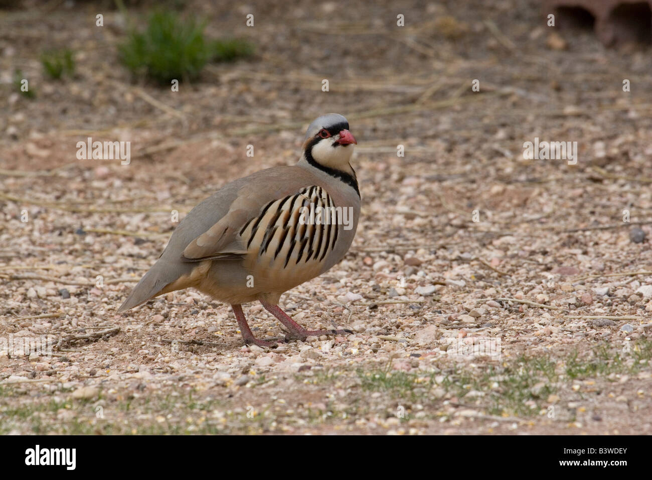 Chukar (partridge) at Kodachrome Basin State Park in Utah Stock Photo ...