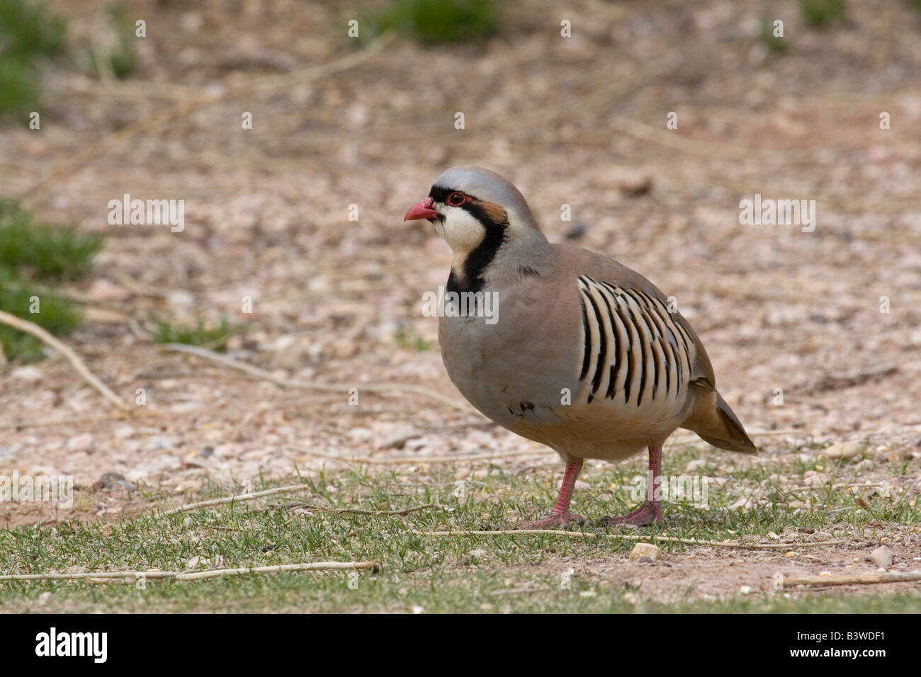 Chukar (partridge) at Kodachrome Basin State Park in Utah Stock Photo ...