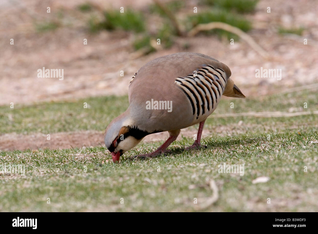 Flying Partridge Stock Photos & Flying Partridge Stock Images - Alamy