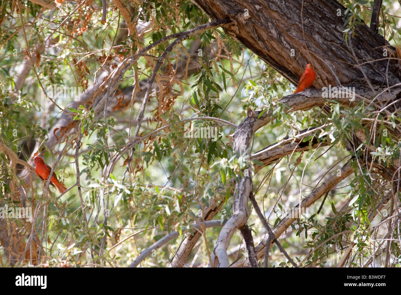 Pair of male Summer Tanagers sit on tree branches in Anza-Borrego ...